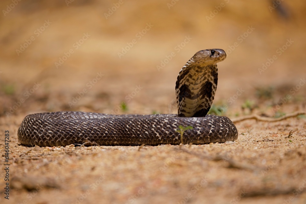 The Indian cobra, also known as the spectacled cobra, Asian cobra, or ...