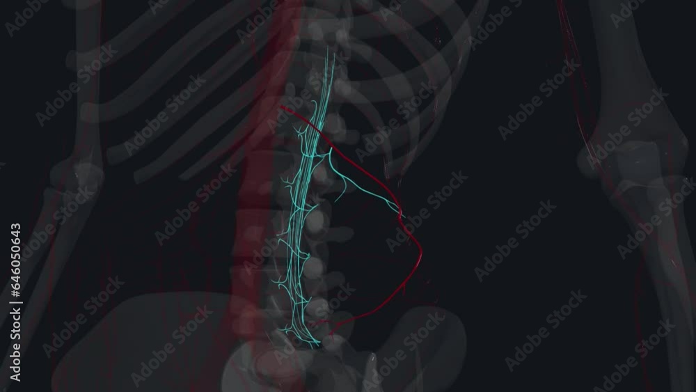 The first left lumbar artery passes posterior to the left crus of the ...