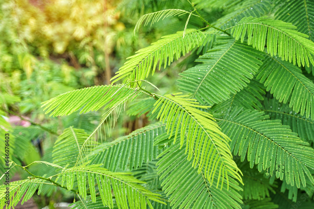 Acacia trees are shrubs with sharp thorns and branches. The leaves are ...