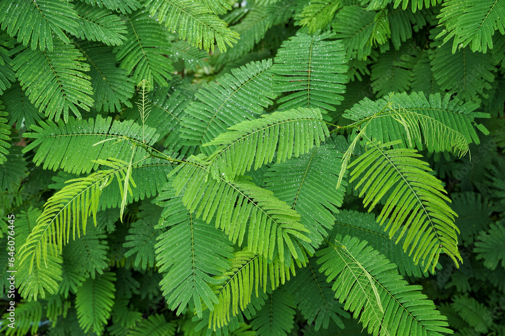 Acacia trees are shrubs with sharp thorns and branches. The leaves are ...