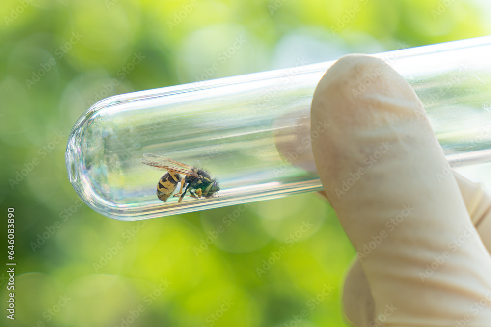 Wasp close-up The wasp was taken with tweezers on a honeycomb during ...