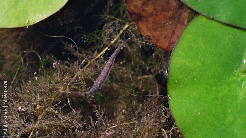 Annelid in a lake among waterlily leaves or water plants. Slow motion ...