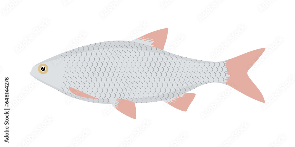 Rudd fish vector. Flat illustration of redfin isolated on white ...