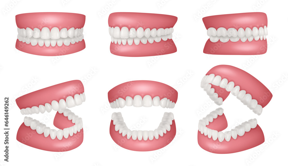 Realistic jaws. Human anatomy jaw healthy teeth collection decent ...