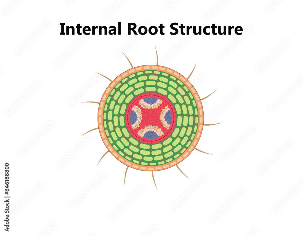Plant anatomy with structure and internal side view parts outline ...