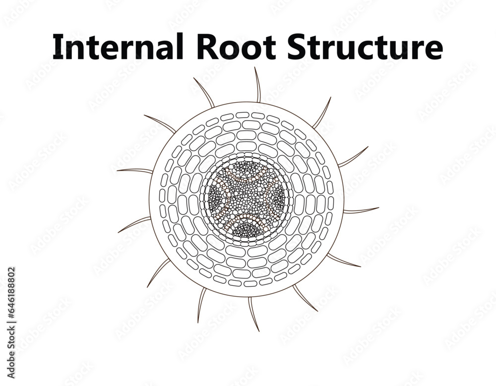 Plant anatomy with structure and internal side view parts outline ...