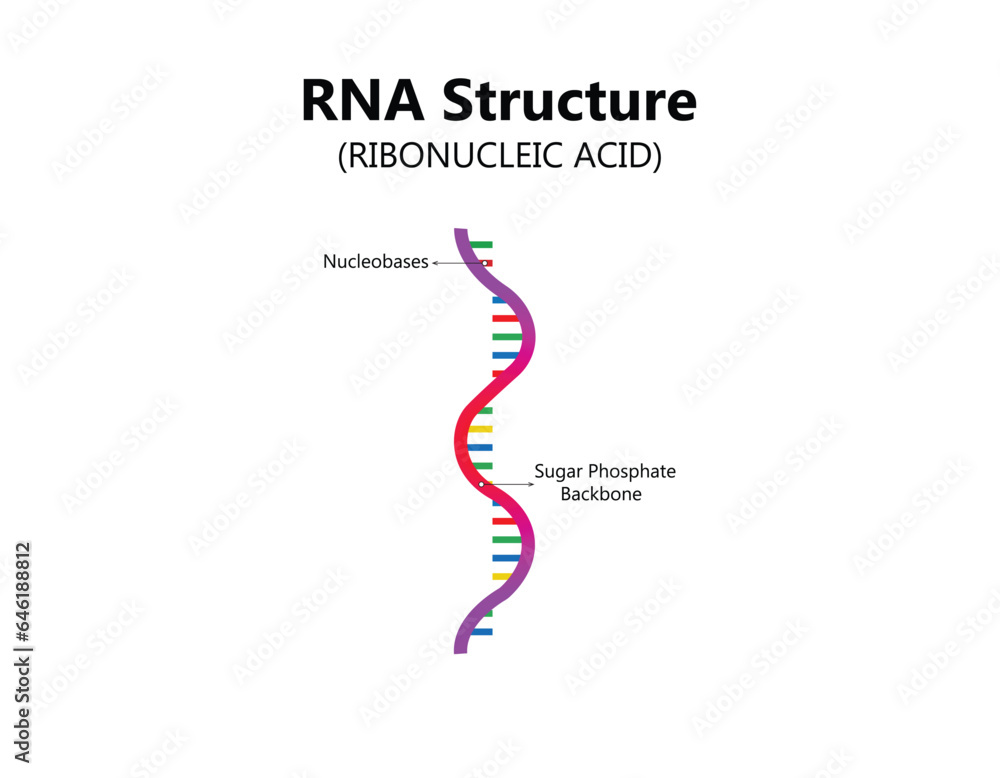 RNA (Ribonucleic acid). Structural formula of adenine, cytosine ...