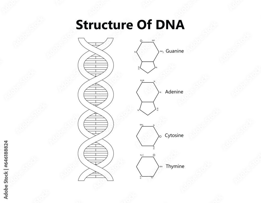 Vector Scientific Icon Spiral Of Dna And Rna An Illustration Of The
