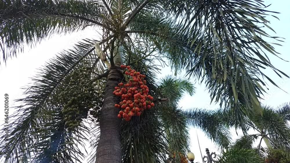Areca nut is a type of monocot plant which is classified as a palm ...