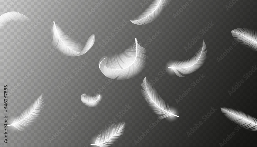 Realistic feathers. White bird falling feather isolated. Realistic 3d ...