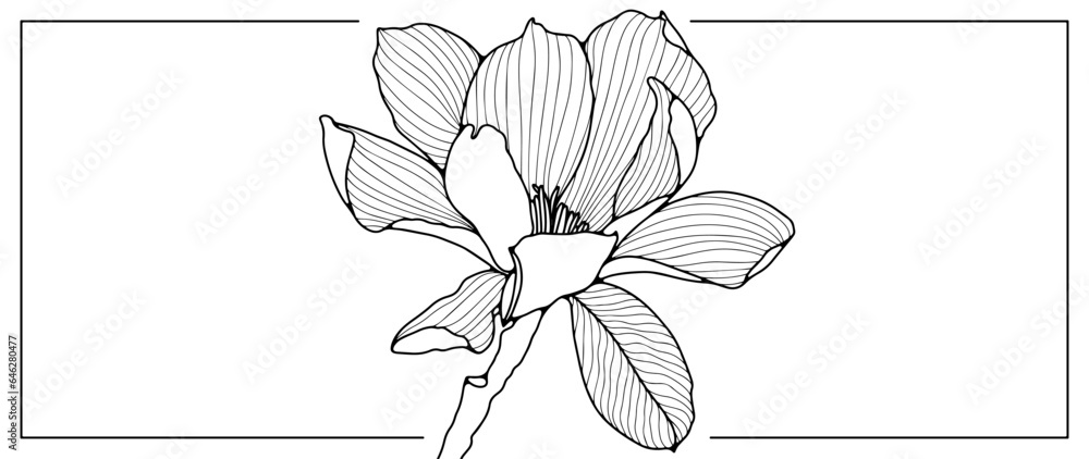 Black outline of a delicate magnolia flower on a white background ...