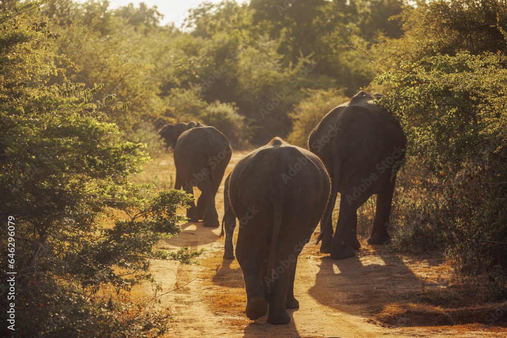 Sri Lankan elephant family walking by the road in Uda Walawe national ...