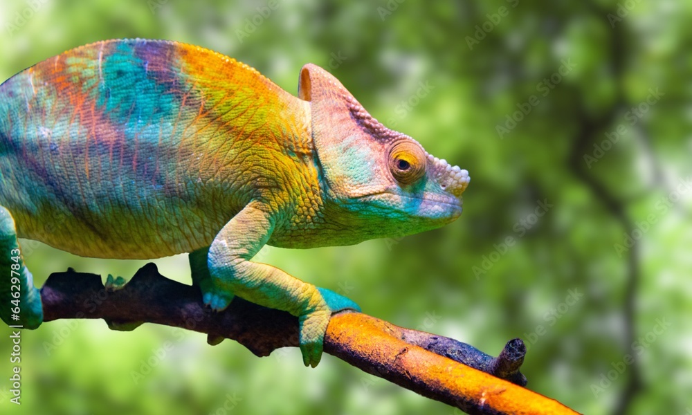 The chameleon is a fascinating and highly specialized reptile known for ...