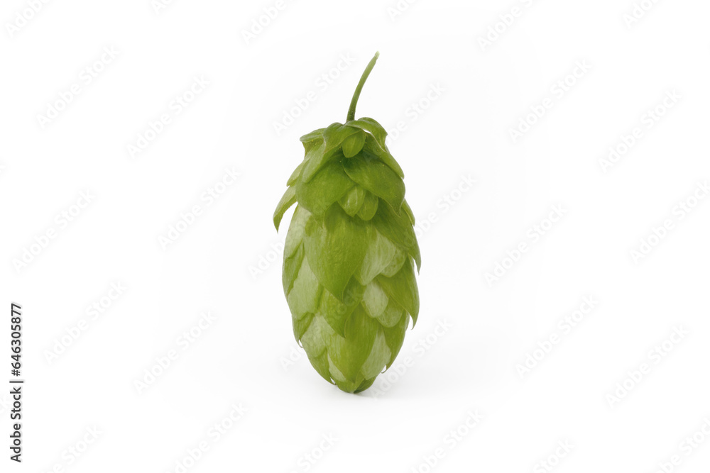 Hop head - fruit of the Czech hop plant (Humulus lupulus) on white ...