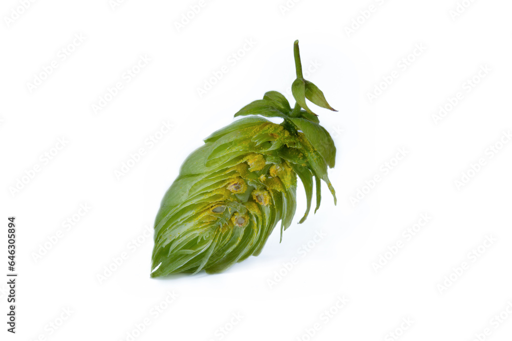 Hop head - fruit of the Czech hop plant (Humulus lupulus) on white ...