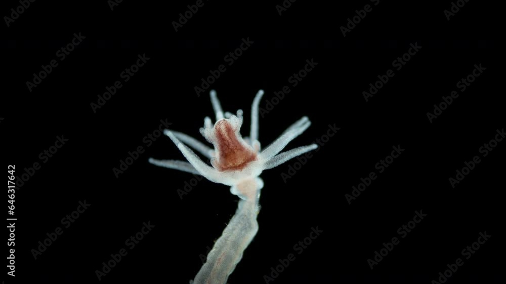 Hydrozoa Ectopleura larynx under a microscope, family Tubulariidae.They ...