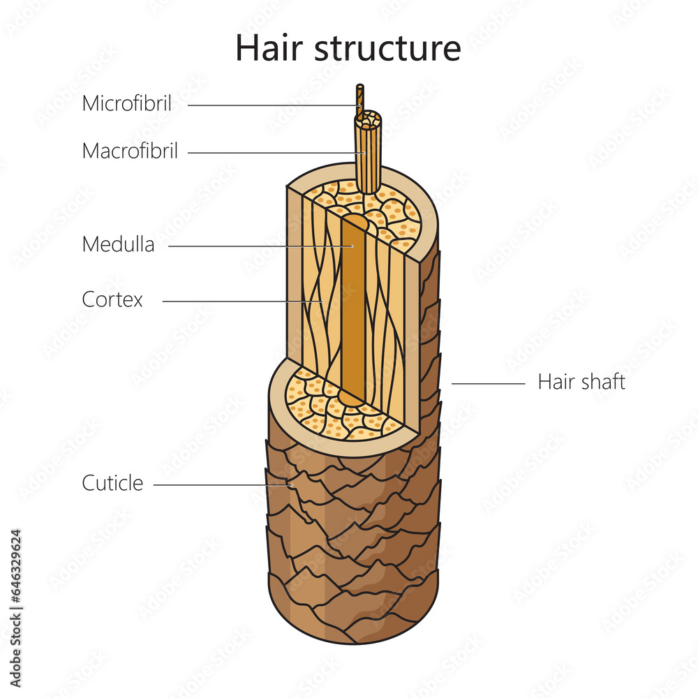 human hair structure diagram schematic raster illustration. Medical ...