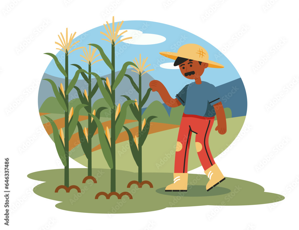 Mexican farmer standing on plantation and checking corn plant. Corn ...