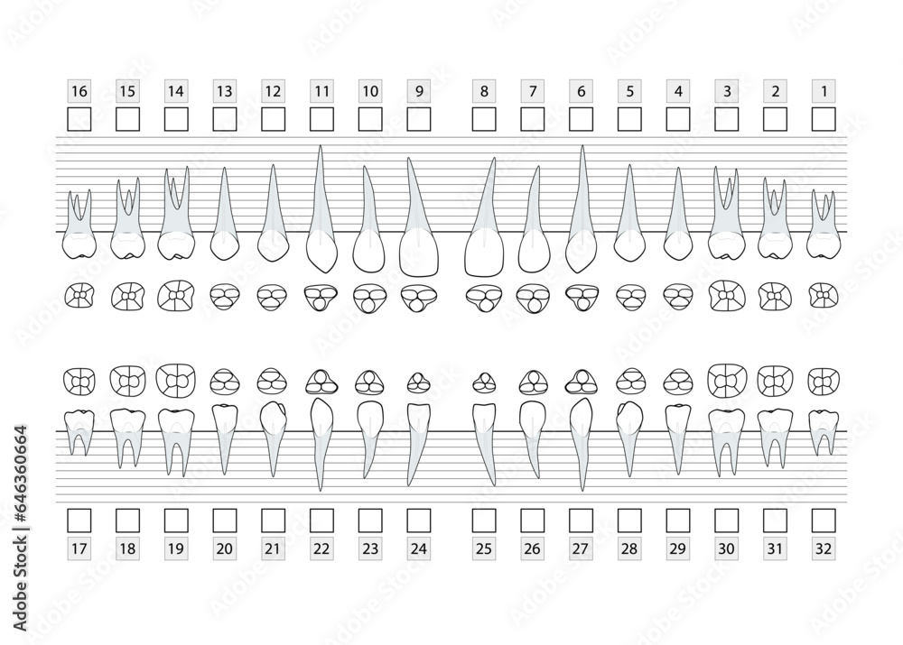 Teeth with roots numbering chart for adult teeth. Dentist examination ...