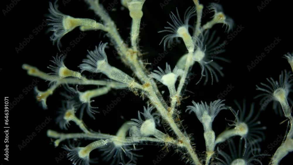 Hydrozoa polyp of Leptothecata order under microscope, possibly genus ...