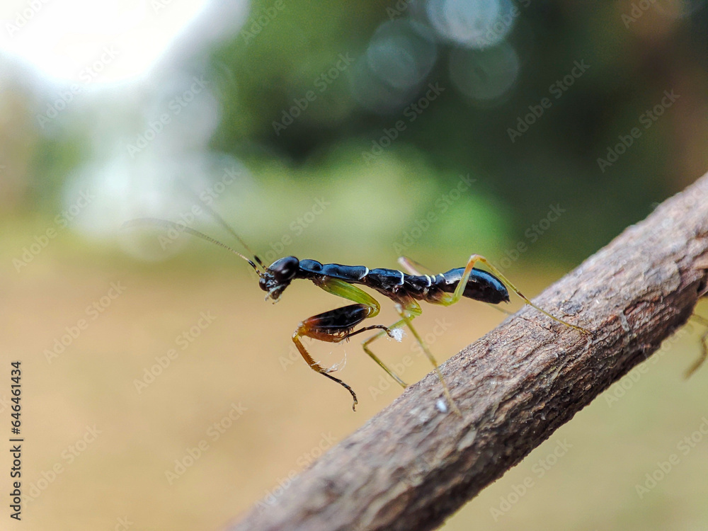 mantis ants that live on wild plants with small bodies Stock Photo ...