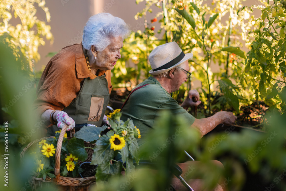 Portrait of senior friends taking care of vegetable plants in urban ...