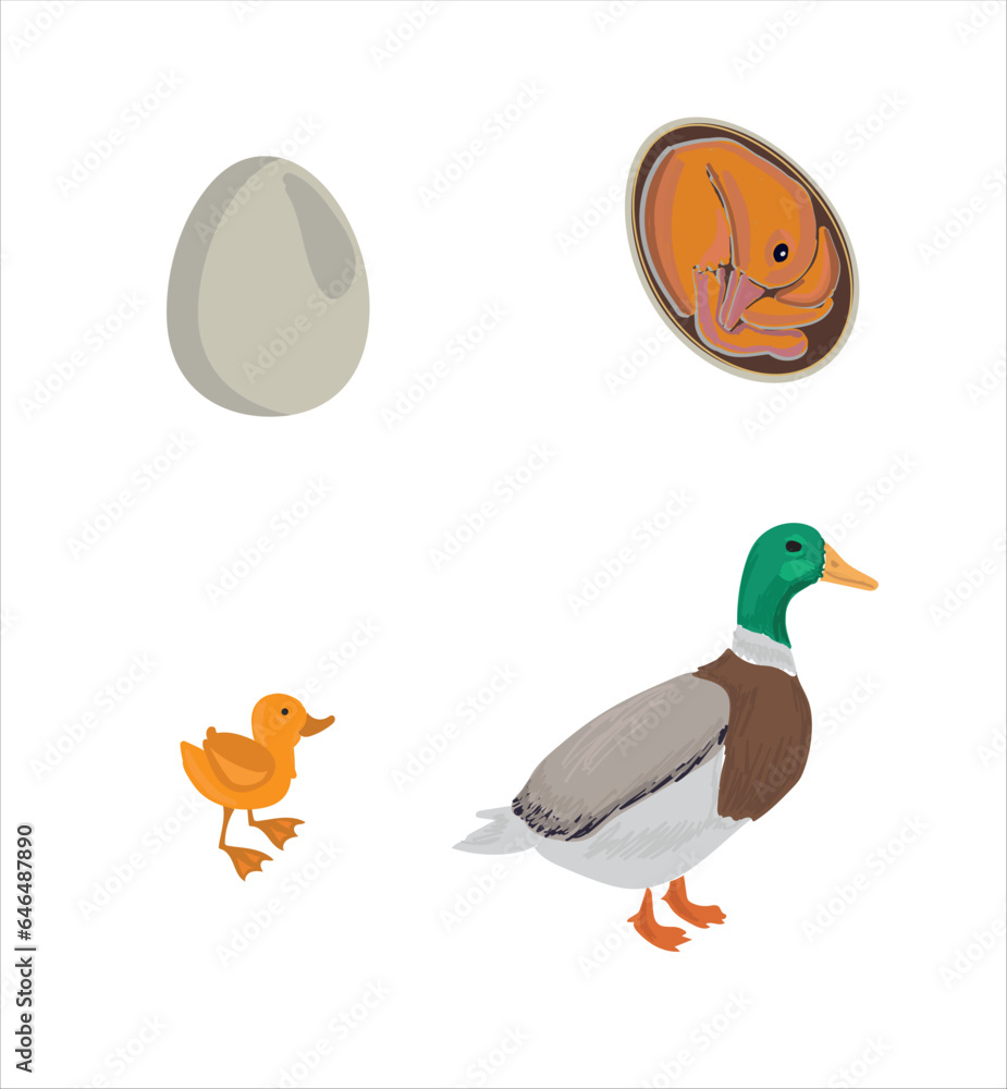 Life cycle of duck vector. Developmental process of duck vector ...