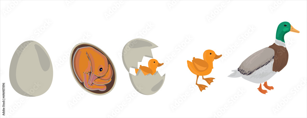 Life cycle of duck vector. Developmental process of duck vector ...