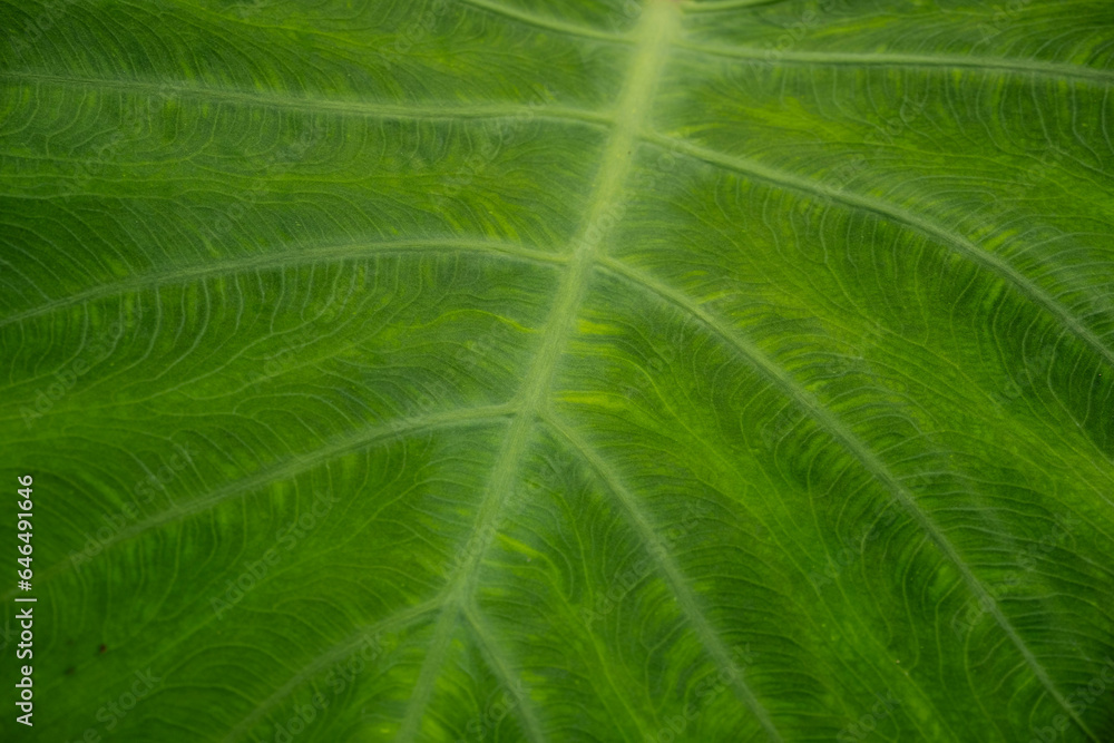 Green banana leaves in the rain And there is a group of water clinging ...