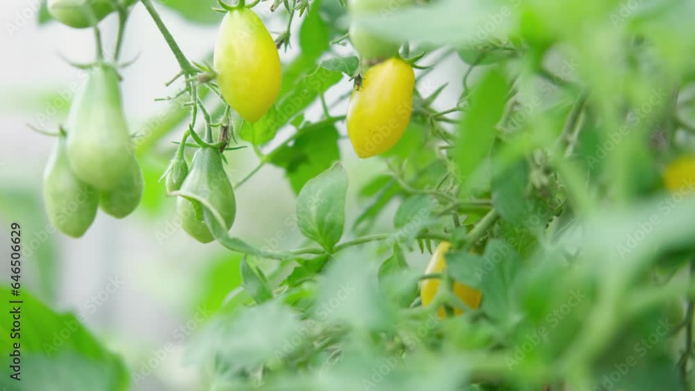Fresh green, yellow pear tomatoes growing and ripening on a vine. Close ...