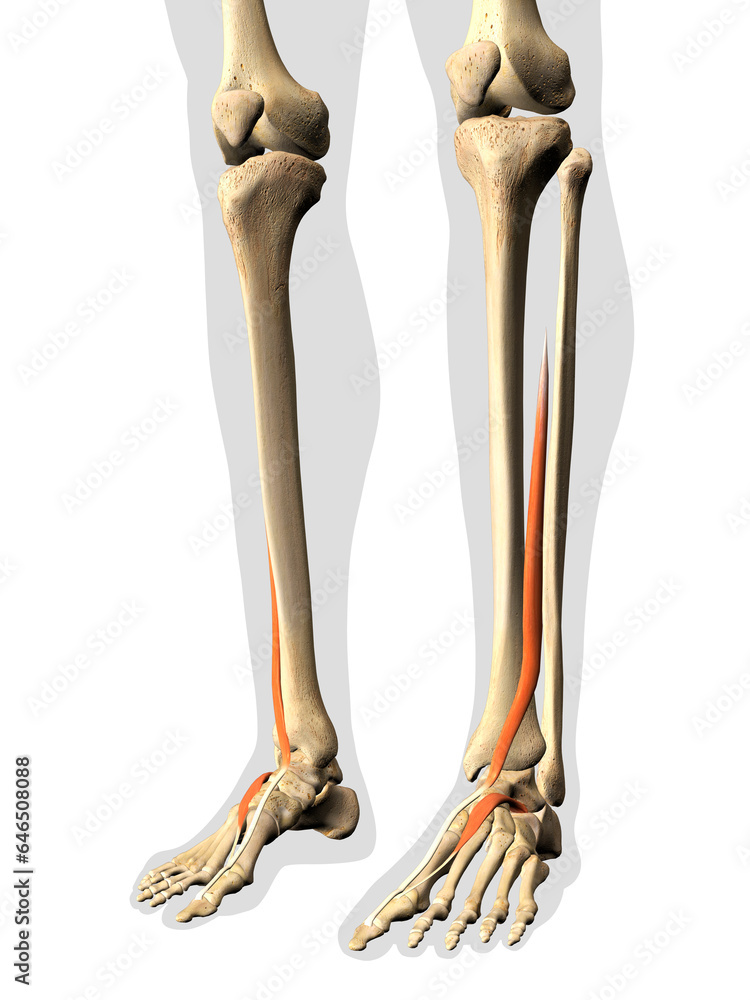 Extensor Hallucis Muscle in Isolation on Human Lower Leg Skeleton, 3D ...