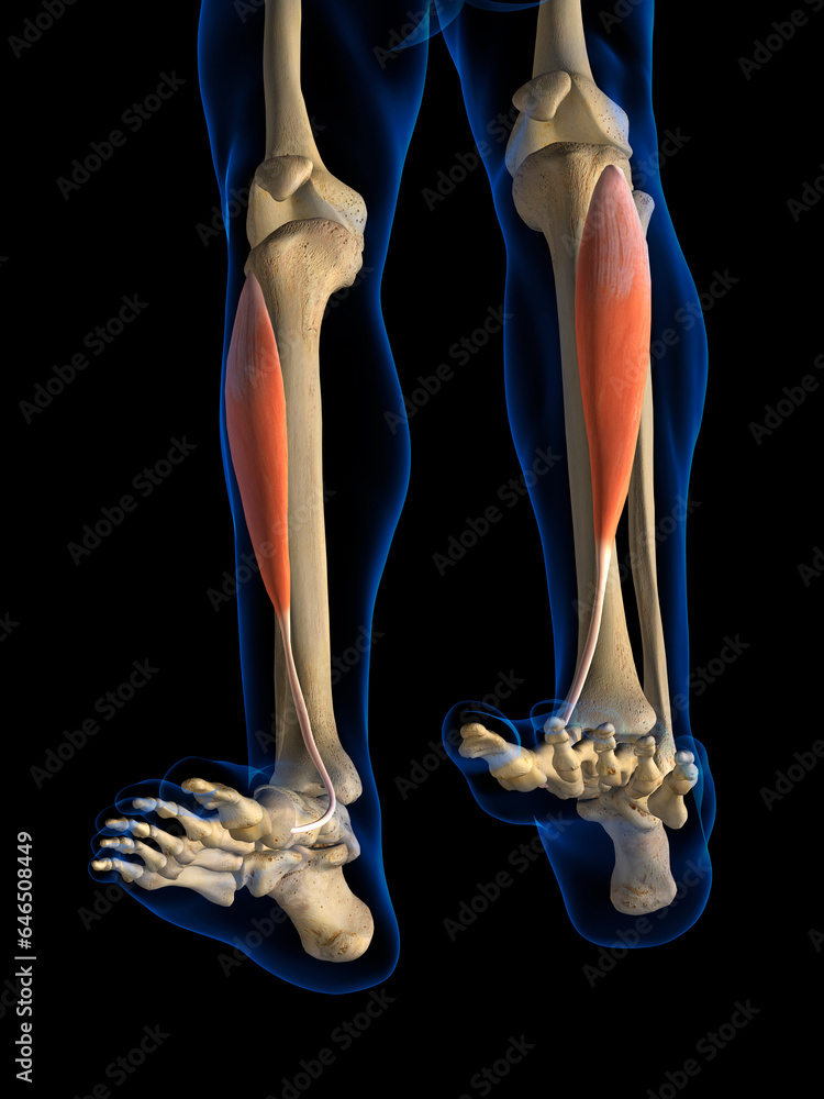Posterior View of Tibialis Anterior Muscle in Isolation on Human Leg ...
