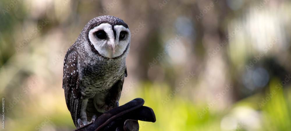 The lesser sooty owl is a dark sooty-grey in color, with large eyes in ...