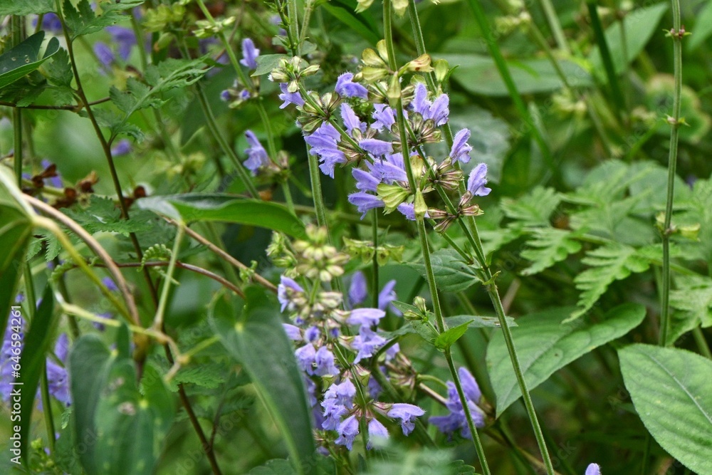 Salvia japonica flowers. Japanese name 'Akino-tamuraso'. Lamiaceae ...