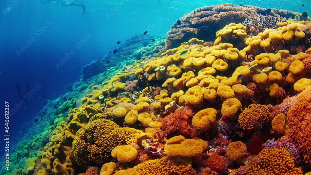 Healthy coral reef underwater in Komodo National Park in Indonesia ...