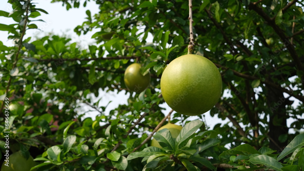 Buah Maja or Aegle marmelos, commonly known as bael or bhel, or Bengal ...
