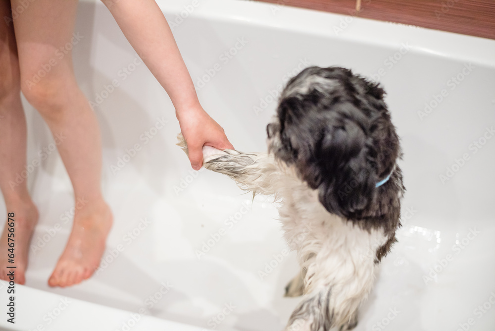 Girl child washes the dog in the bathroom and washes his feet with him ...