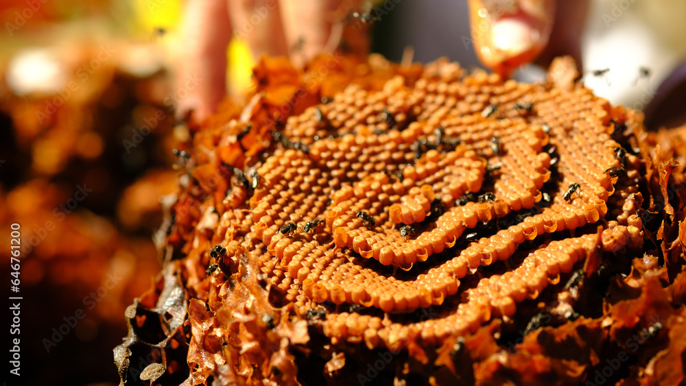 Opened Sugarbag Bee spiral beehives. Sugarbag Bee or Tetragonula ...