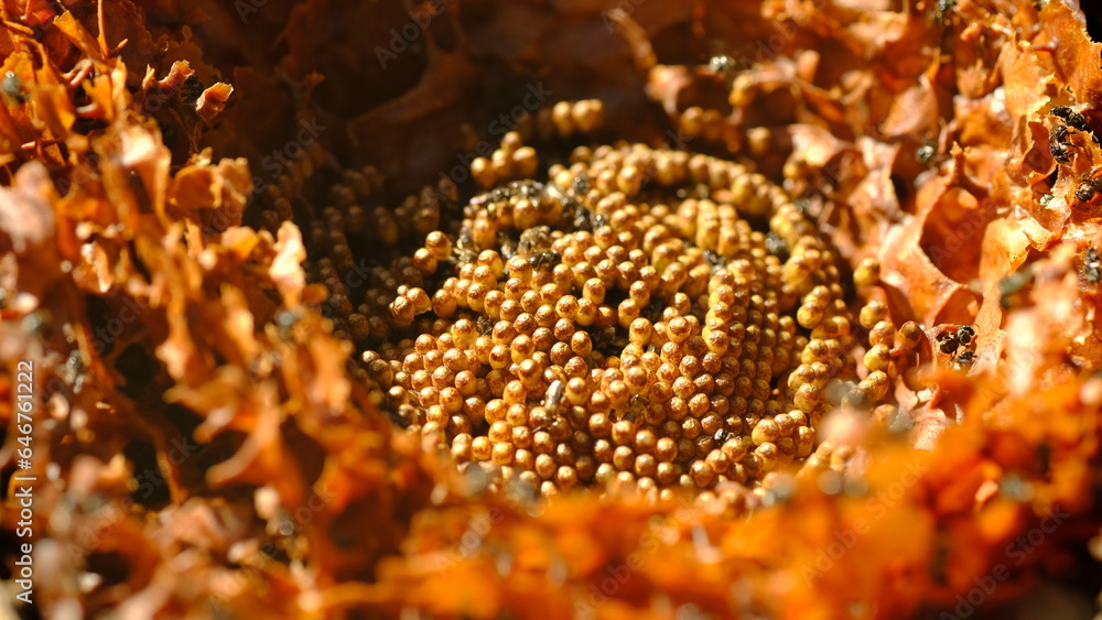 Opened Sugarbag Bee spiral beehives. Sugarbag Bee or Tetragonula ...