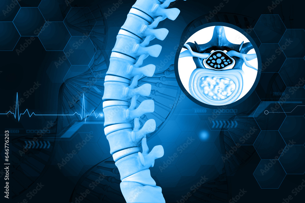 Human spinal cord anatomy. Spine cross section. 3d illustration. Stock ...