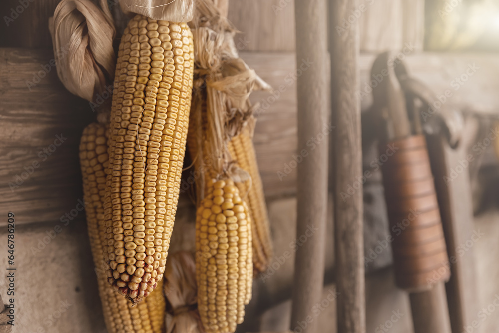Yellow ripe dried corn cobs seeds decor hanged on wooden wall of old ...