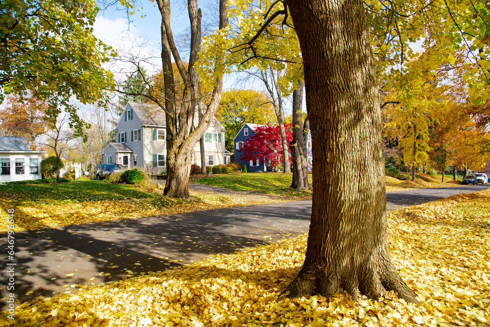Upscale neighborhood colorful fall foliage of yellow maple trees, two ...