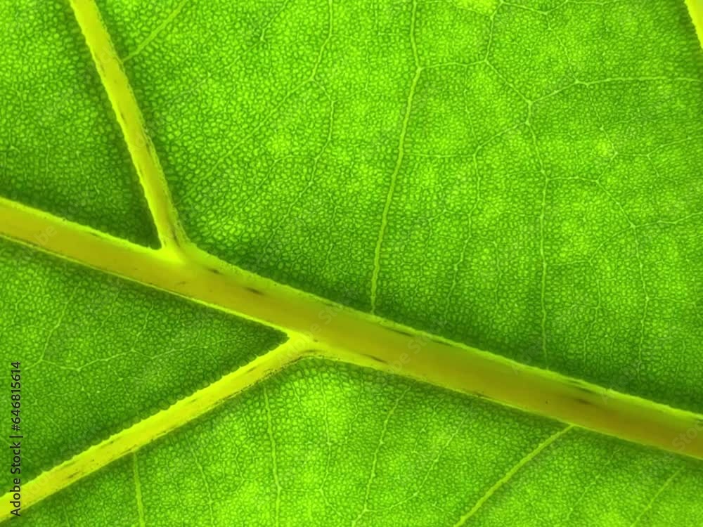 Leaf in Macro Shot Background. Bright Green Leaves of Plant or Tree ...