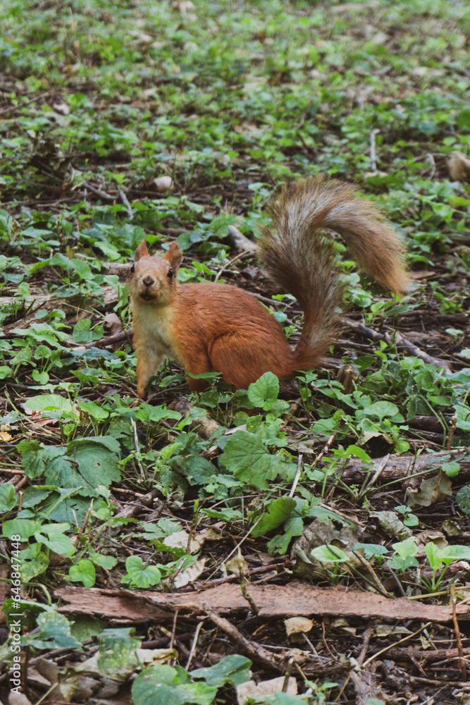 An adult fluffy red squirrel stands on the ground with fallen leaves ...