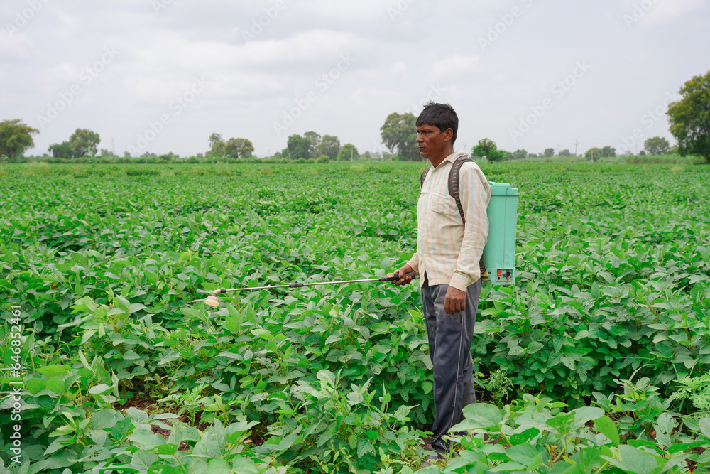 Indian farmer applying fertilizer and pesticide on lush, beautiful ...