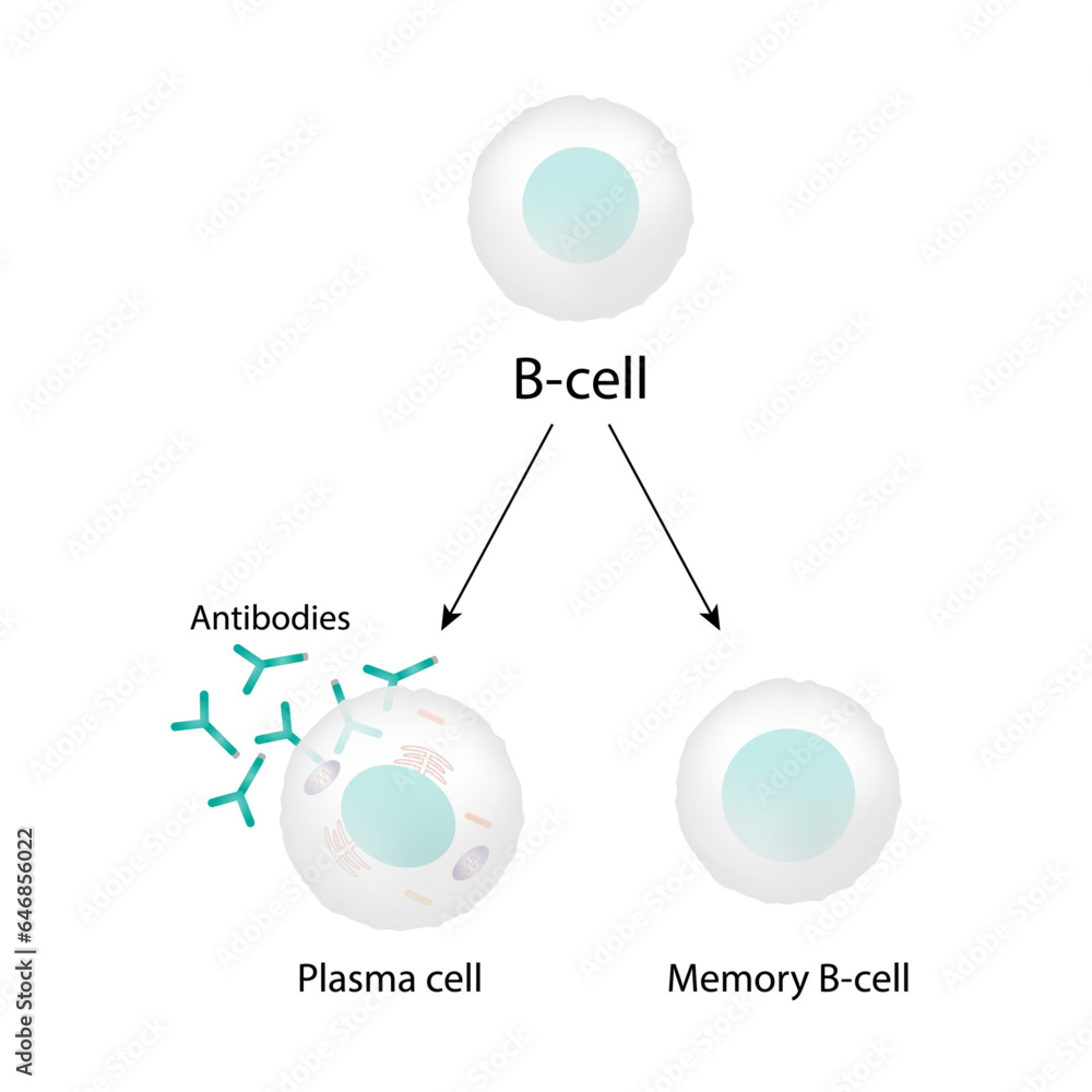 B-cell leukocytes. B lymphocytes. Plasma cell and memory B cell. b cell ...