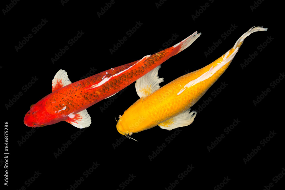 Red Aka Matsuba koi carp fish with white fin and tail, Yellow Kigoi ...