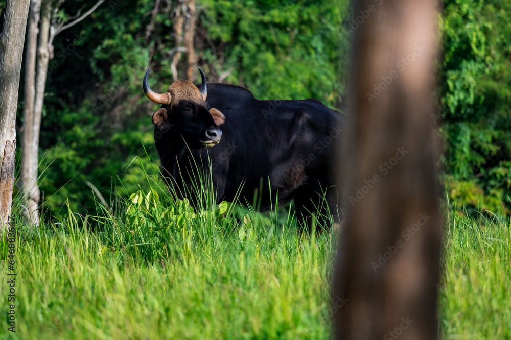 Gaur (Bos gaurus) The fur is short, cropped and shiny, black or brown ...