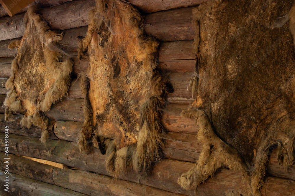 The skin of an animal in the background weighs on a wooden house in the ...