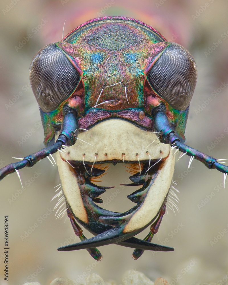 Symmetrical portrait of the head of a Northern dune tiger beetle ...
